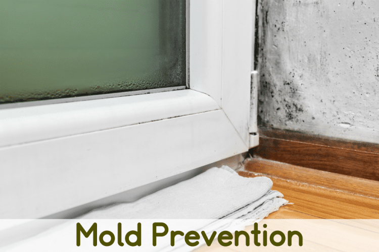 Got Mold? Start Here! | Mold Help For You