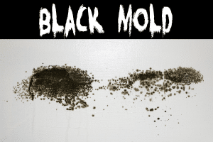 What Color Is Mold? | Mold Help For You