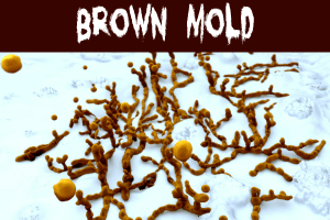 What Color Is Mold? | Mold Help For You