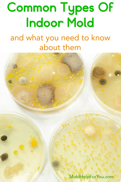 Common Types Of Mold | Mold Help For You