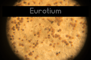 Common Types Of Mold | Mold Help For You