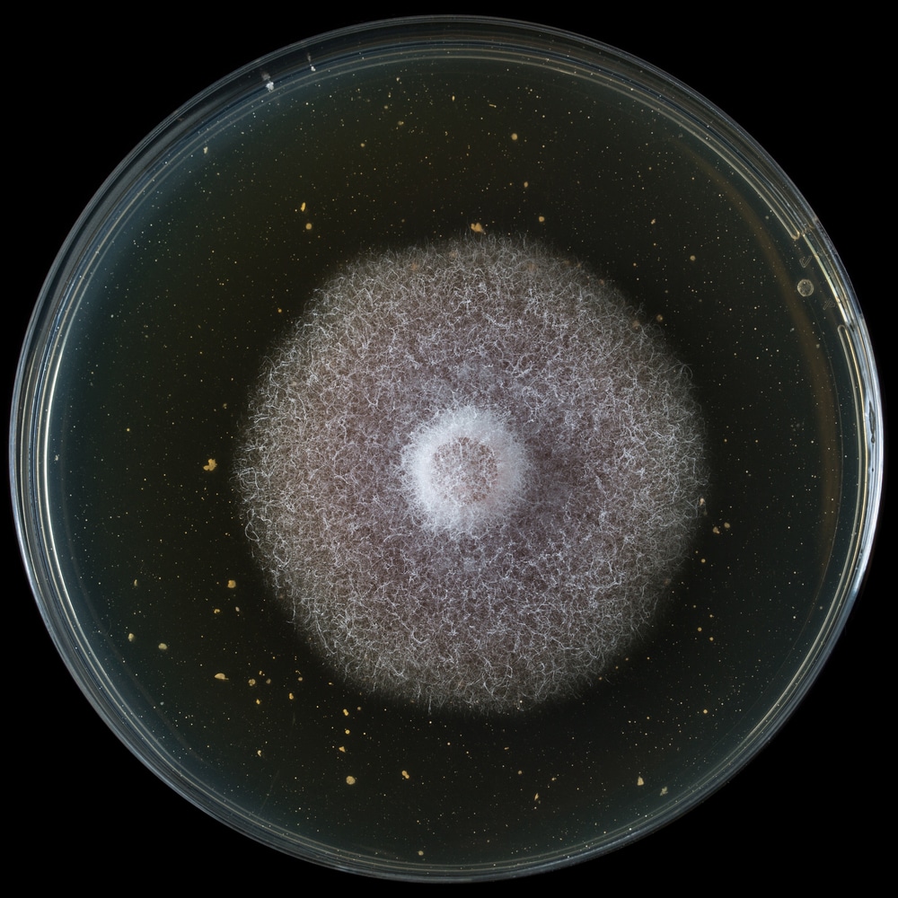 Common Types Of Mold | Mold Help For You
