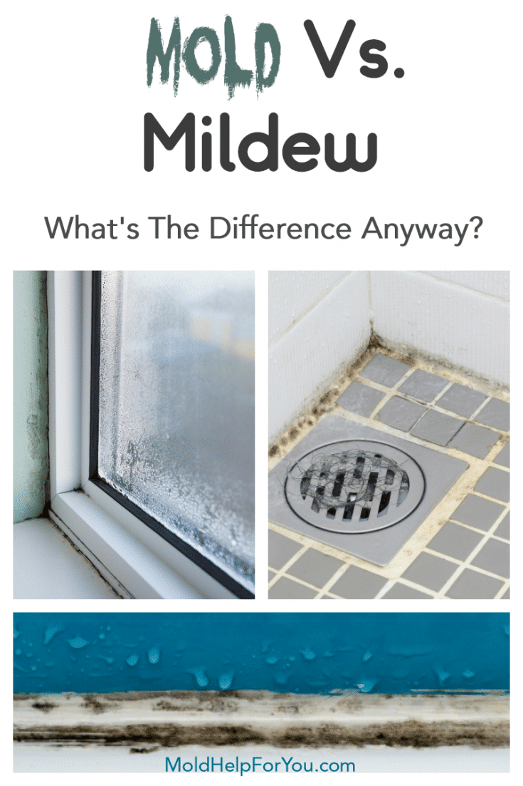 Mold Vs. Mildew | Mold Help For You