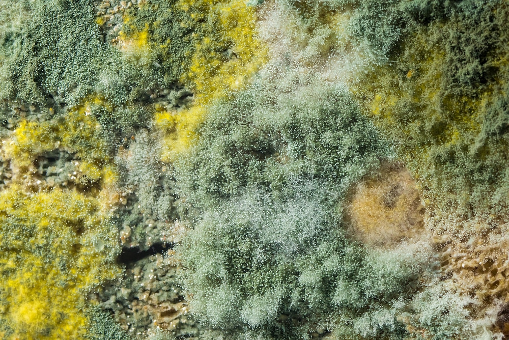 Common Types Of Mold | Mold Help For You