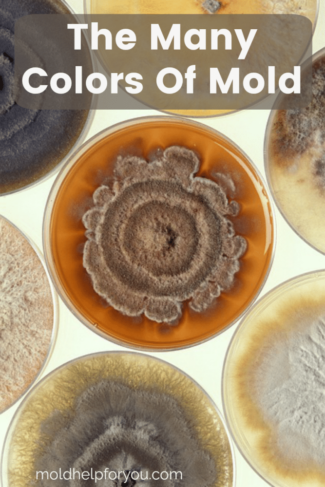 What Color Is Mold? | Mold Help For You