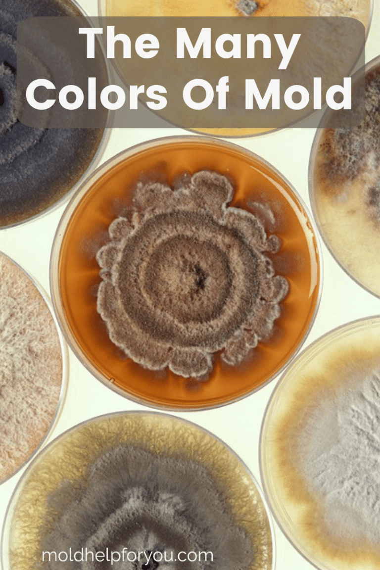 What Color Is Mold? | Mold Help For You