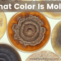 What Is Mold and Other Mold Facts | Mold Help For You
