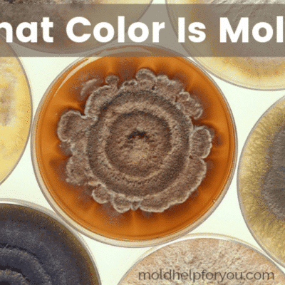 What Is Mold and Other Mold Facts | Mold Help For You
