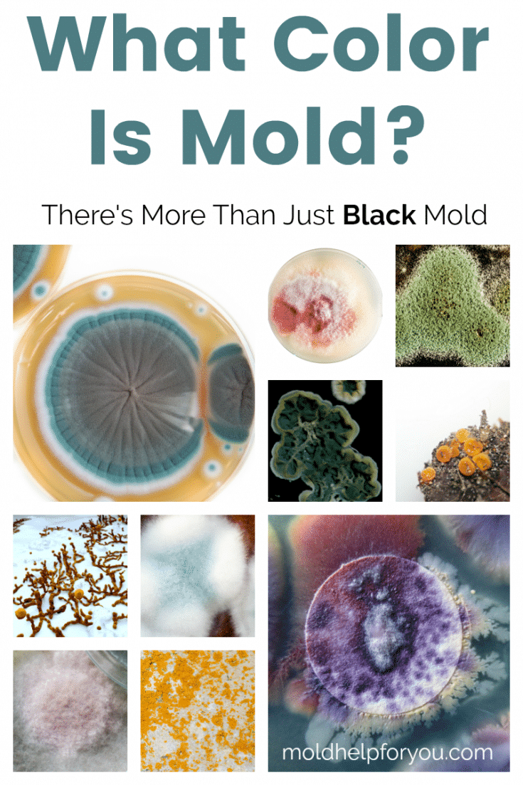 What Color Is Mold? | Mold Help For You