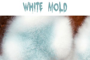 What Color Is Mold? | Mold Help For You