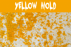 What Color Is Mold? | Mold Help For You