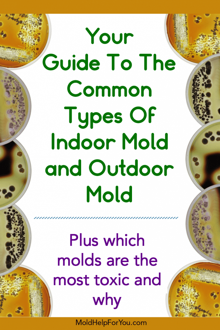 Common Types Of Mold (Indoor and Outdoor) | Mold Help For You