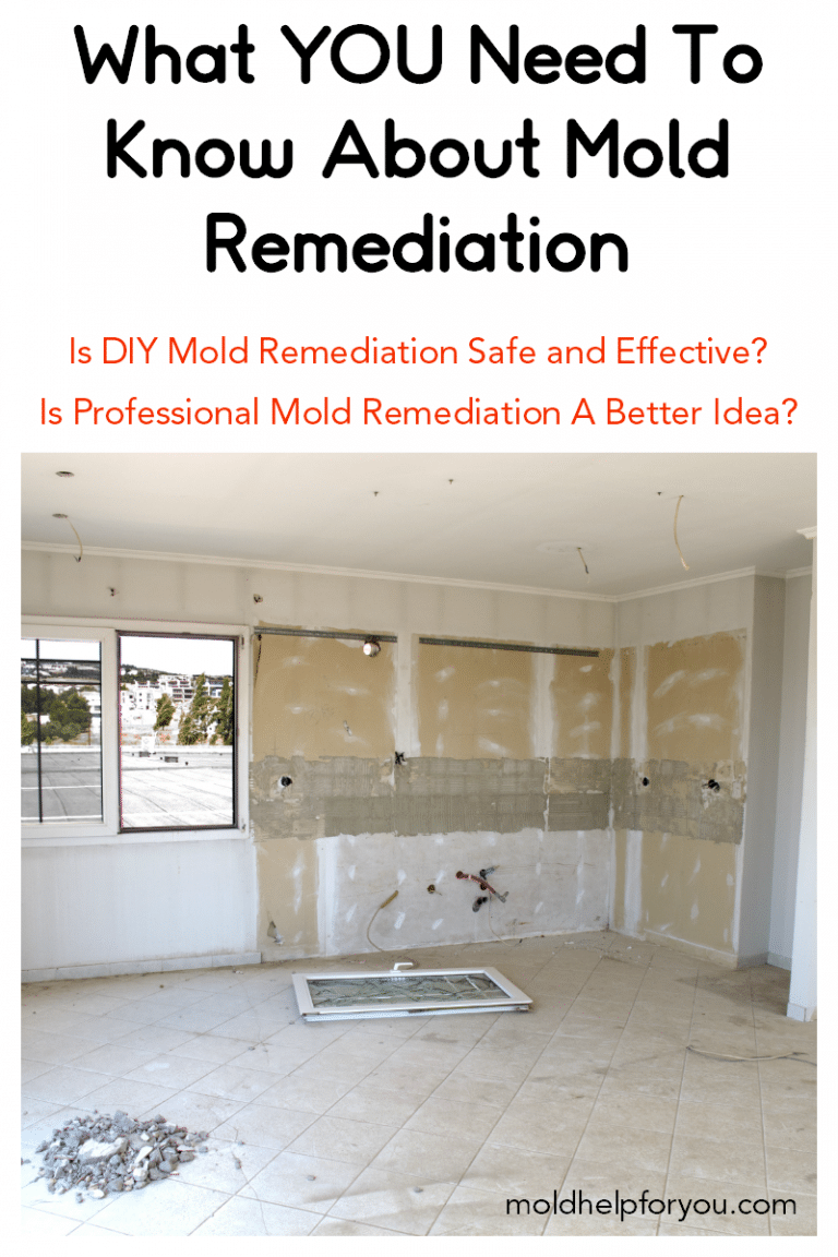 What You Need To Know Before Hiring A Mold Remediation Company | Mold ...