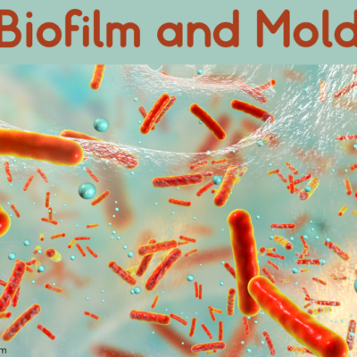 What Is Mold and Other Mold Facts | Mold Help For You