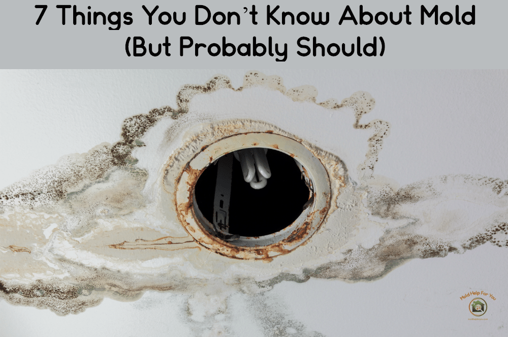 7 Things You Don’t Know About Mold (But Probably Should) | Mold Help ...