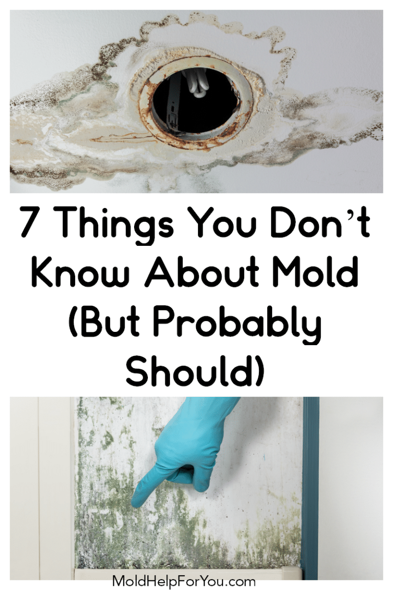 7 Things You Don’t Know About Mold (But Probably Should) | Mold Help ...