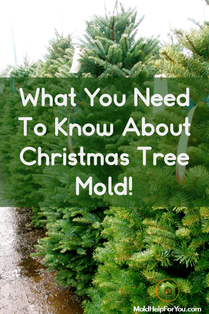 What You Need To Know About Christmas Tree Mold and Christmas Tree ...