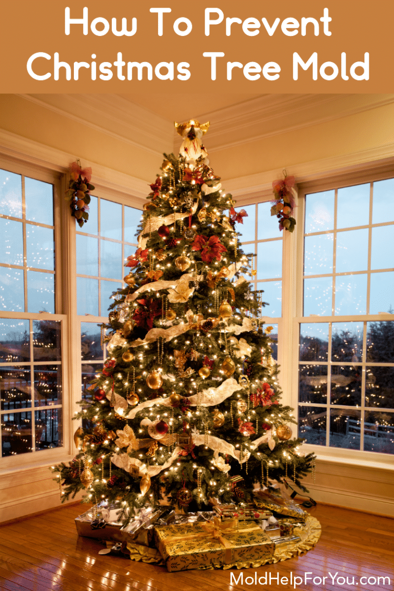 What You Need To Know About Christmas Tree Mold