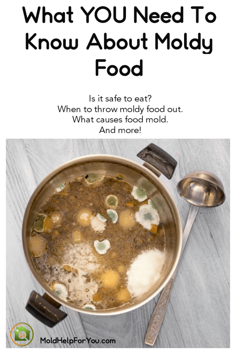What You Need To Know About Moldy Food | Mold Help For You