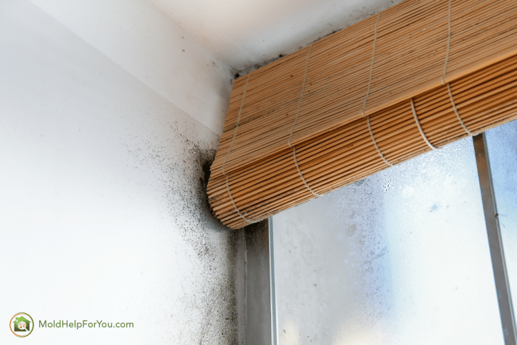 Your Guide To Mold On Windows And Window Sills | Mold Help For You
