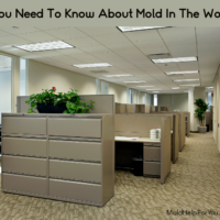 What Is Mold and Other Mold Facts | Mold Help For You