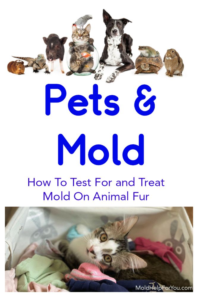 Pets and Mold – How To Test For and Treat Mold On Animal Fur | Mold ...