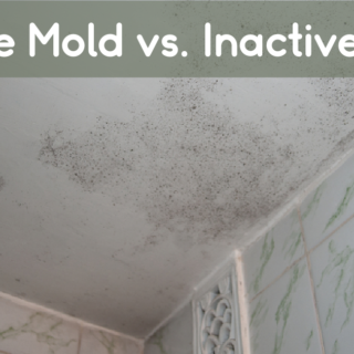 What Is Mold and Other Mold Facts | Mold Help For You