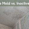 What Is Mold and Other Mold Facts | Mold Help For You