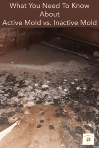 Active Mold vs. Inactive Mold