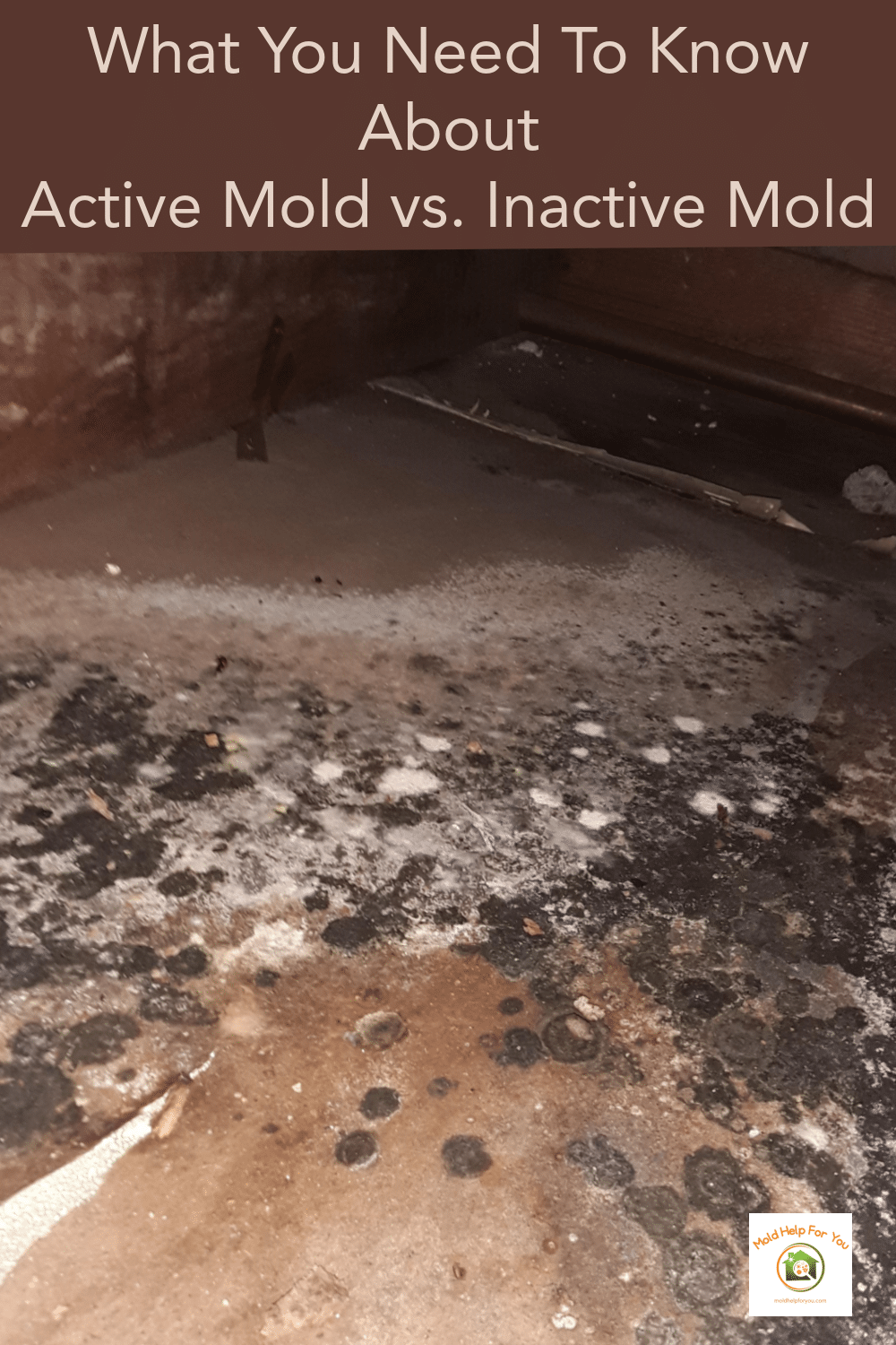 Active Mold vs. Inactive Mold