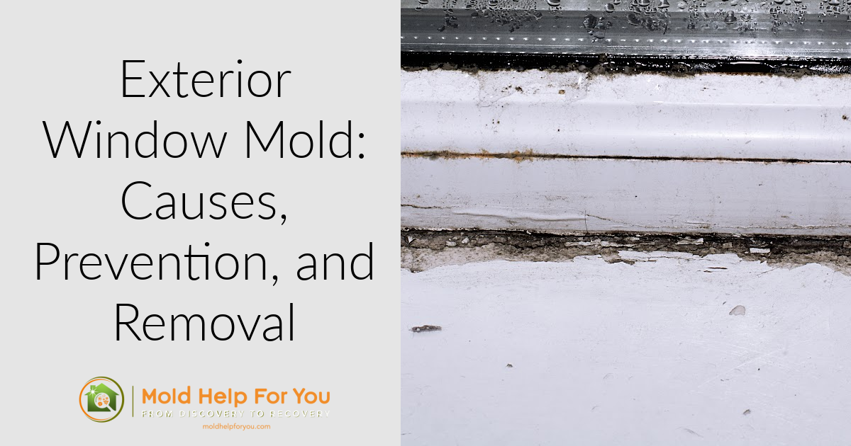 Exterior Window Mold: Causes, Prevention, and Removal | Mold Help For You